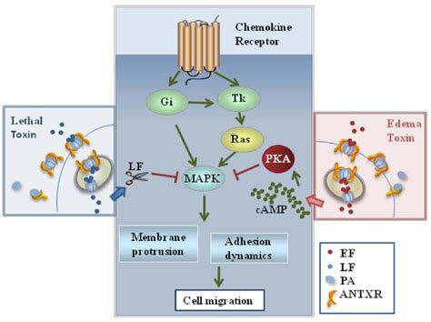 Toxins Special Issue Anthrax Toxin