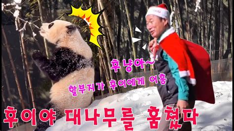 💥세상에나💥 후이바오 가 강바오 할부지 에게서 크리스마스 선물을 받지 못해 삐치고 대나무를 훔쳤다요 🎋🎄🎅 ㅎㅎㅎㅎ Youtube