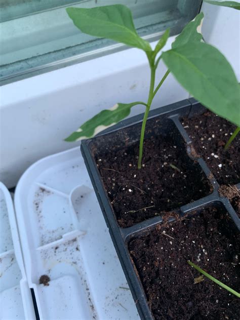 Question Regarding Poblano Pepper Seedlings Rgardening