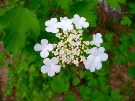 Highbush Cranberry Not A True Cranberry Cooperative Extension