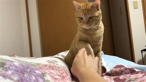 断固おさわり拒否の猫ちゃん、飼い主さんの手をギュッと“両足で”踏み続ける！ ニコニコニュース オリジナル