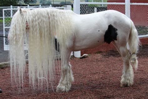 Magnificent Manes Horse Hair Care Braids Faqs Horse Rookie