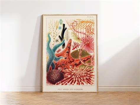 Great Barrier Reef Echinoderms Poster William Saville Kent Australia