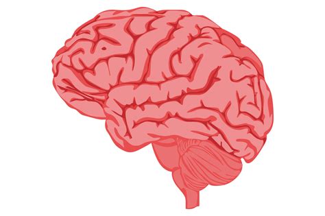 Human Brain With Transparent Background 23630280 PNG