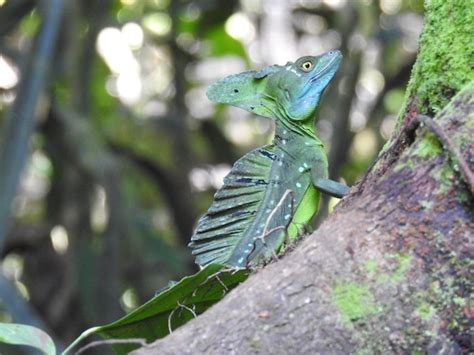 Premium Photo Close Up Of Grasshopper On Tree