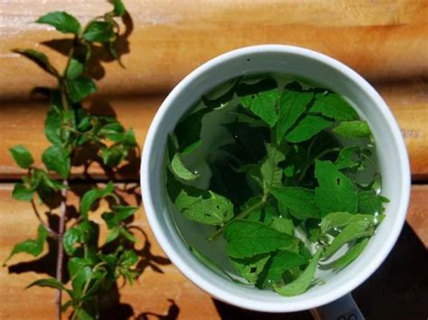 La Planta Medicinal Utilizada Por Los Incas Para Combatir Las