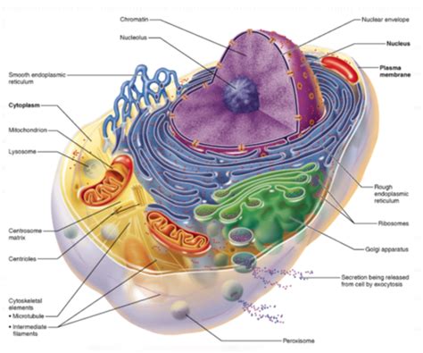Biol 430 Chapter 3 Cells Flashcards Quizlet