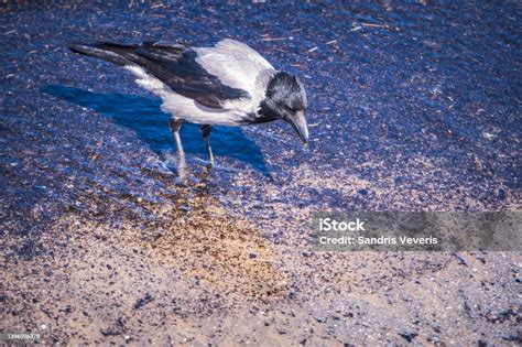 바닷가에 후드 까마귀 Corvus Cornix 해변의 측면에있는 거품에 서있는 단일 새가 옆을 바라 봅니다 충분한 복사 공간