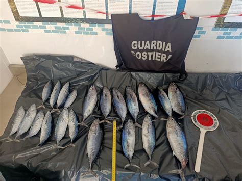 Il Vescovado Nuovo Blitz Della Guardia Costiera A Cetara Sequestrati Kg Di Tonni Rossi