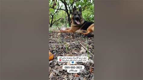 یک ژرمن شپرد شولاین کامل 🥲💙🐕‍🦺 Short Youtube