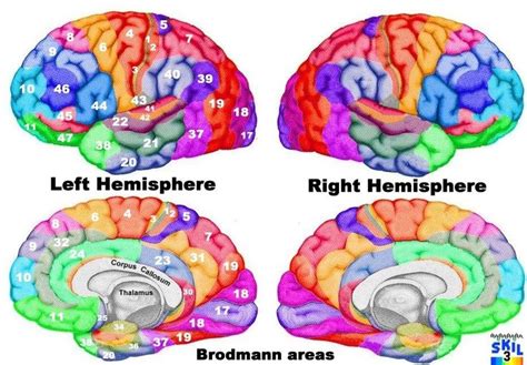 Brodmann Areas Google Search Neuropsychology The Incredibles