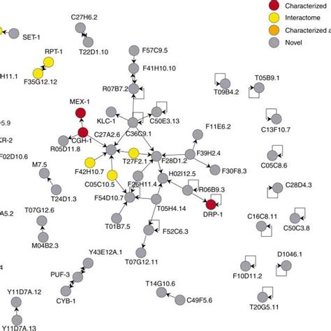 A Core Germline Interactome Map Download Scientific Diagram