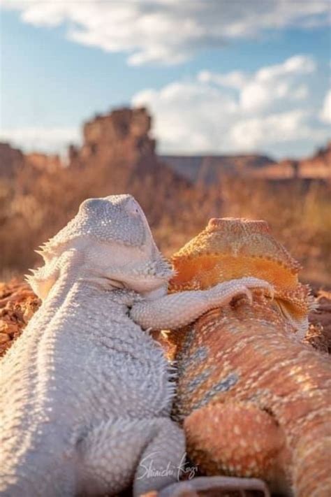 Bearded Dragons Complete Guideline Artofit