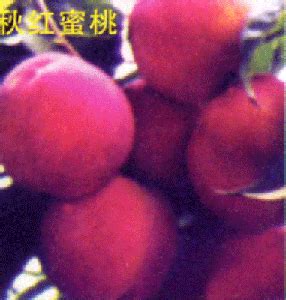 泰安市人民政府 干鲜果品 新泰放城秋红蜜桃