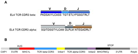 Mrna Based Anti Tcr Cdr3 Tumour Vaccine For T Cell Lymphoma