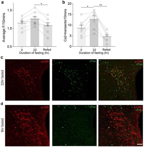 Pvn Crfgcamp6 Signals And C Fos Induction In Pvn Crf Neurons After