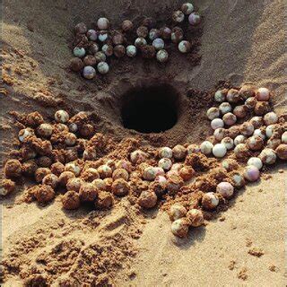 Desert Turtle Egg