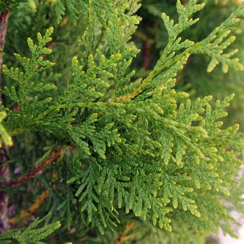 Thuja occidentalis 'Brabant' - Midwest Groundcovers, LLC