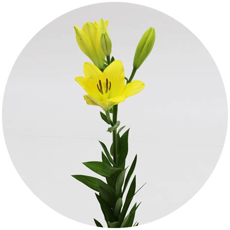 Лилия азиатская желтая Еллоу Даймонд (Yellow Diamond)
