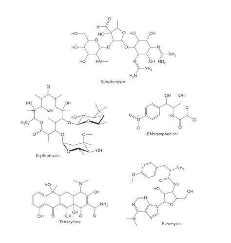 Solved Tetracyclinea β Lactam Ring Is A Four Membered Ring
