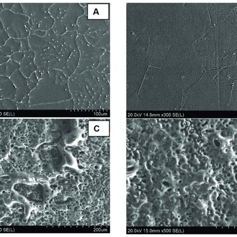 Sem Imaging Of The Surface Microstructure For Uncoated And Mao Coated