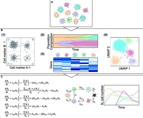 Quantification Of Cellular Properties To Parameterize Mathematical