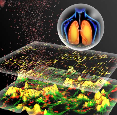 Predicting Nanoparticle Toxicity For Safer Industrial Materials Lab Manager