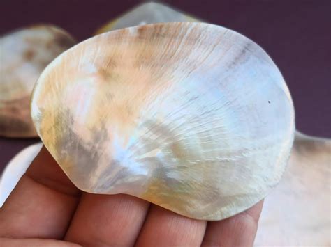 Set Of 5 Pinctada Margaritifera Pearl Shell Lipped Mother Of Etsy