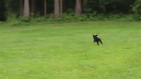 9 Wk Old Black Lab Puppy Retrieving Live Bird YouTube