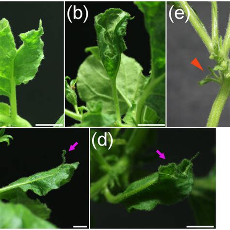 Diagram Of The Potato Virus X Based Pvx Lic Vector For Vbms The Download Scientific Diagram