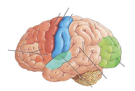 Functional Areas Of The Cerebral Cortex Diagram Quizlet