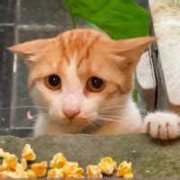 Python Python Csdn