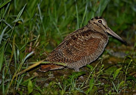 Красивые фотографии птицы вальдшнеп (30 фото) 🔥
