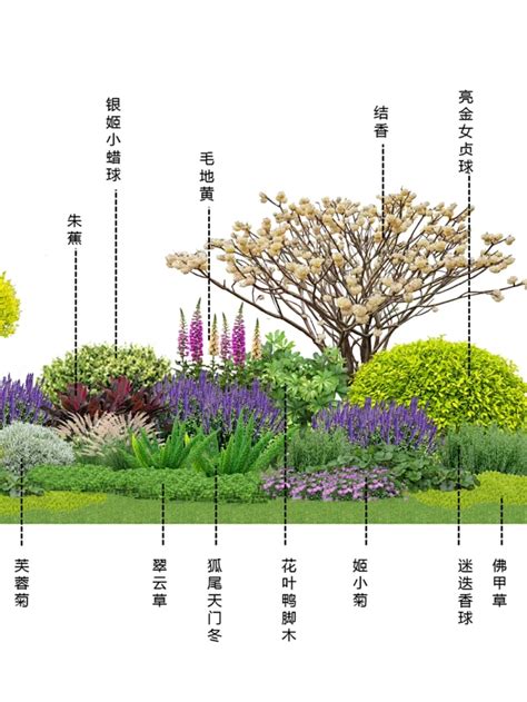 干货 花境植物组团PS分层素材带植物名称 小红书 花瓣网