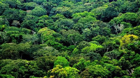 Lutte contre la déforestation le Gabon sera le premier pays africain