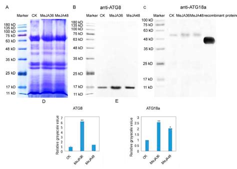 Western Blot Analysis Of Two Autophagy Related Proteins In Euphorbia