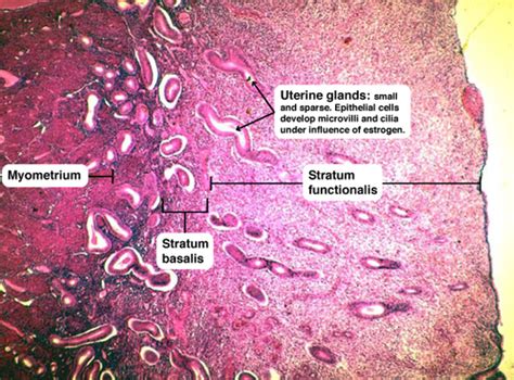 Uterus Histology Secretory Phase