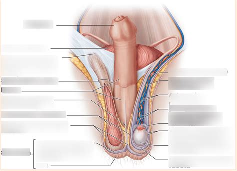 Pen15 Testes Spermatic Cord Diagram Diagram Quizlet