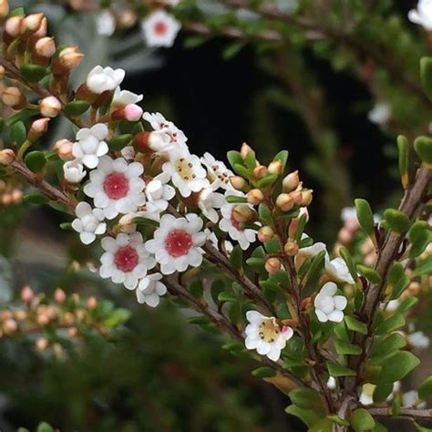 Thryptomene Calycina Grampians Thryptomene Nurseries Online