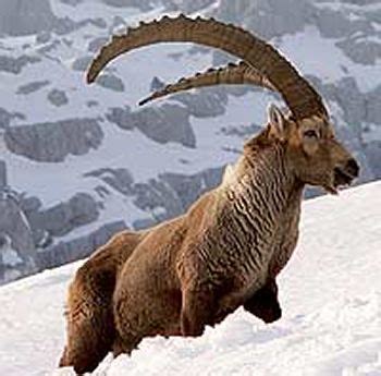 Ubuntu 8 10 Intrepid Ibex GEEK DOMAIN