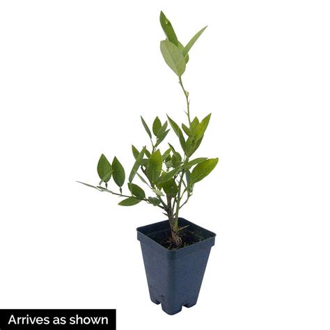Dwarf Key Lime Tree Houseplants Citrus Brecks Ts