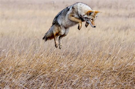Coyote Calling Match Prey Sounds To Kill More Yotes