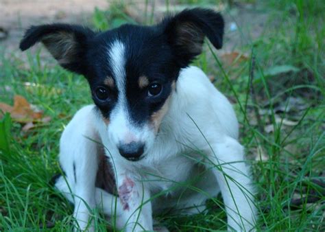 Rat Terrier Breed History Facts And Training Waf