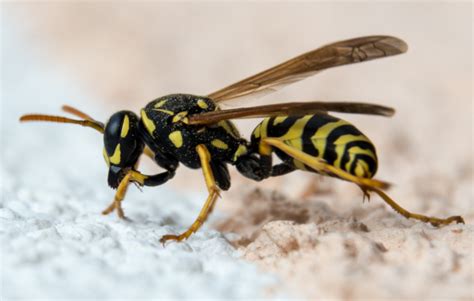 What Is Aposematic Coloration Gulo In Nature