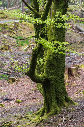 緑の森林の根に苔と木木の幹にコケします緑の苔と木の樹皮 コケのストックフォトや画像を多数ご用意 コケ ワイルドライフ 人物なし