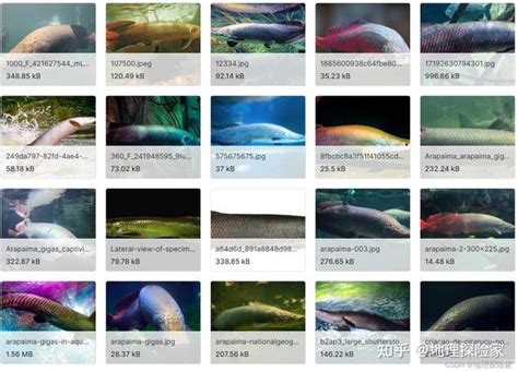 深度学习数据集大合集鱼类数据集 知乎