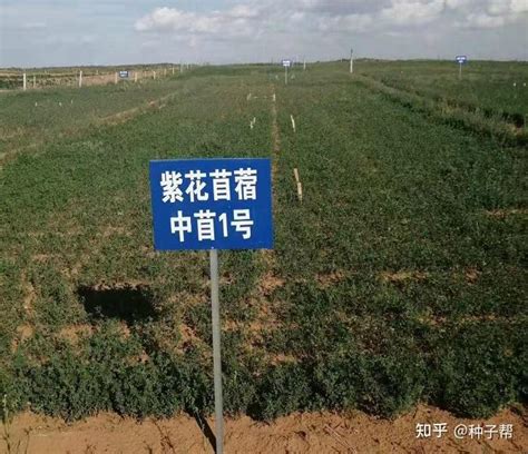 盐碱地开荒种牧草紫花苜蓿中苜一号耐重度盐碱产量能达8吨 知乎