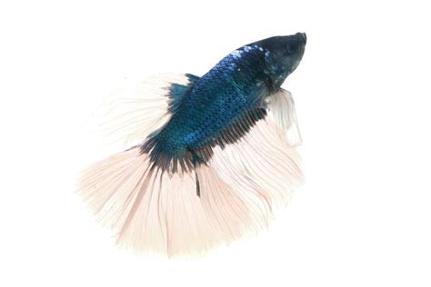 Marble Betta
