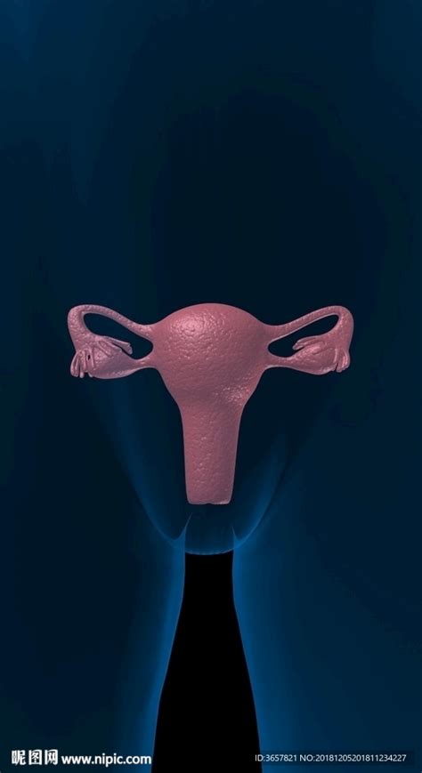子宫三维模型设计图 3d设计 3d设计 设计图库 昵图网