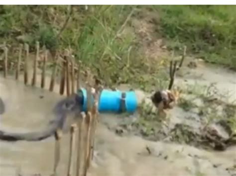 Terrifying Daily Video Of The Day Python Trapped Video